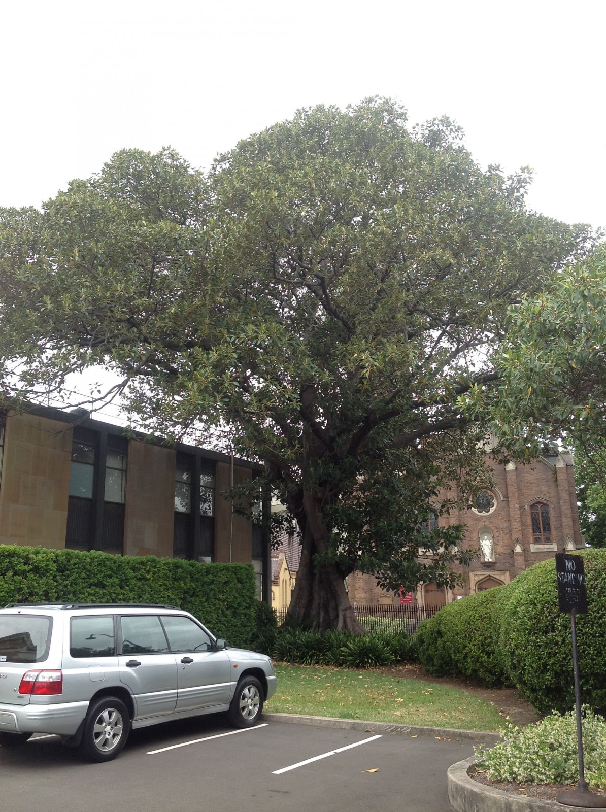 Darlinghurst Court House - Significant Trees