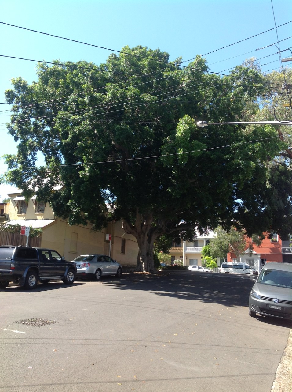 Walker Street - Significant Trees