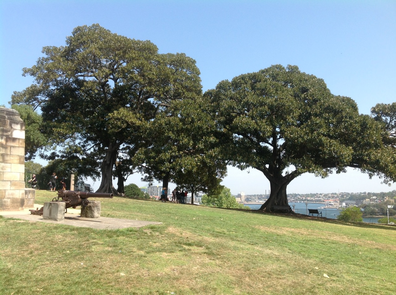 Observatory Hill Park - Significant Trees