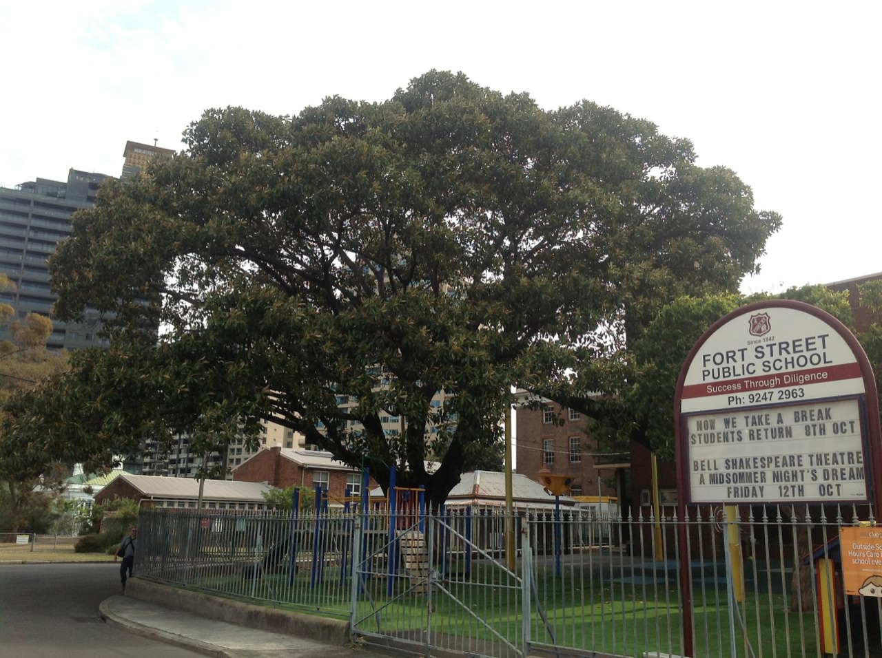 Fort Street Public School - Significant Trees
