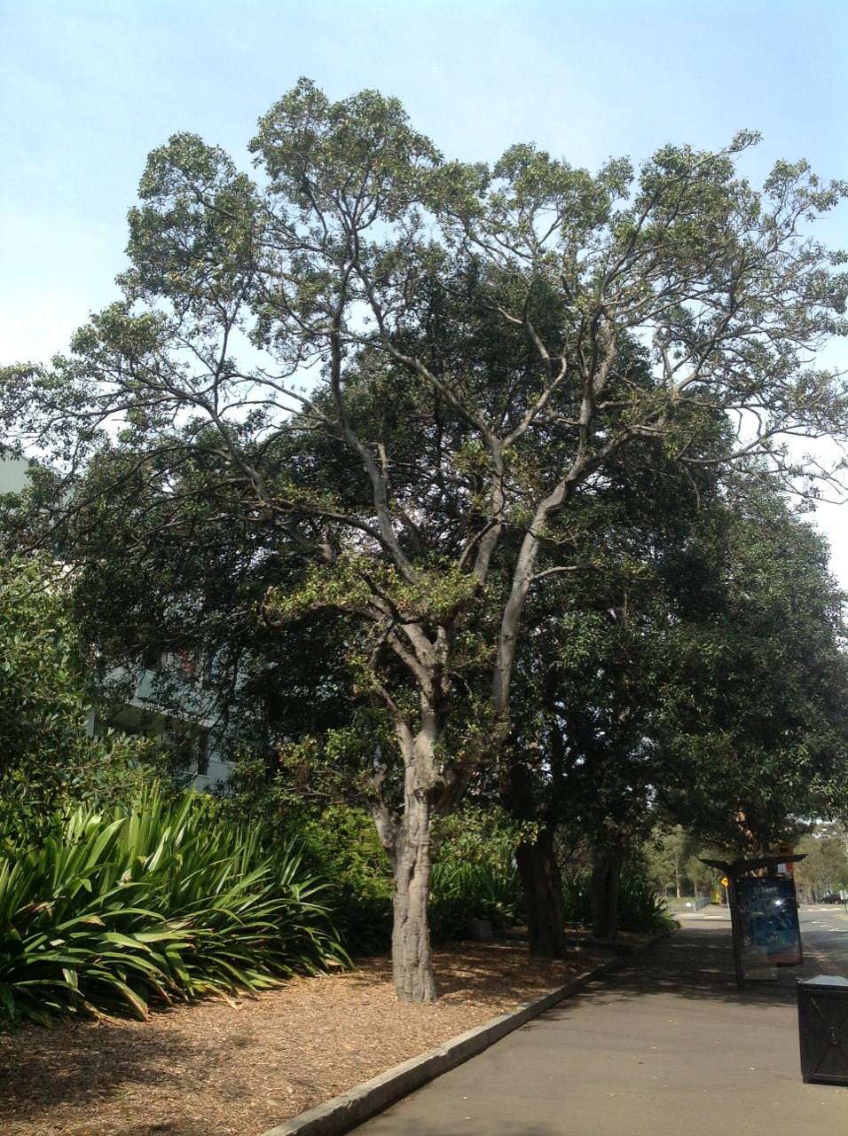 Joynton Avenue - Significant Trees
