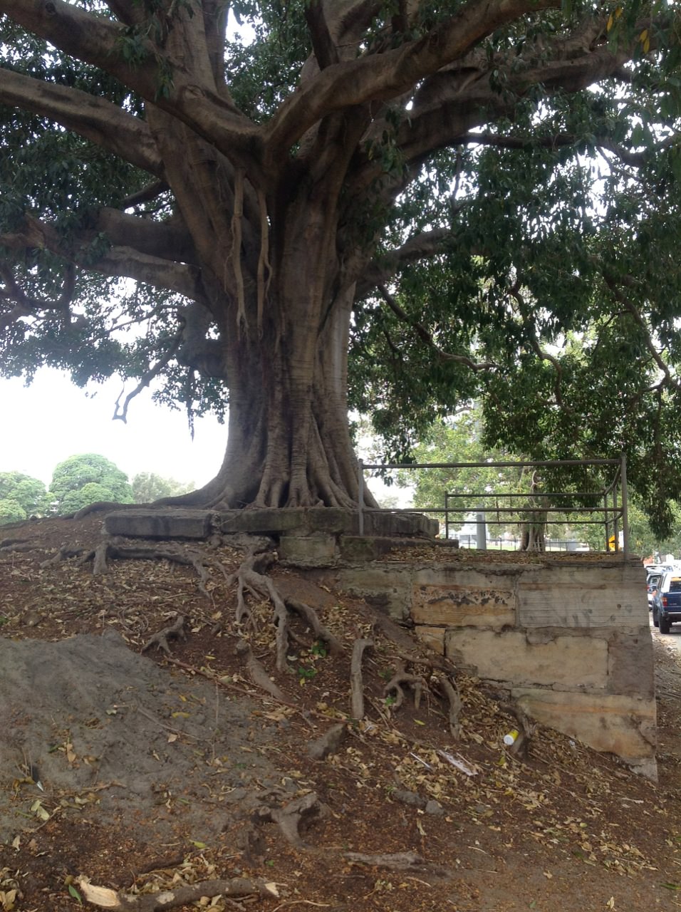 Waterloo Park - South - Significant Trees