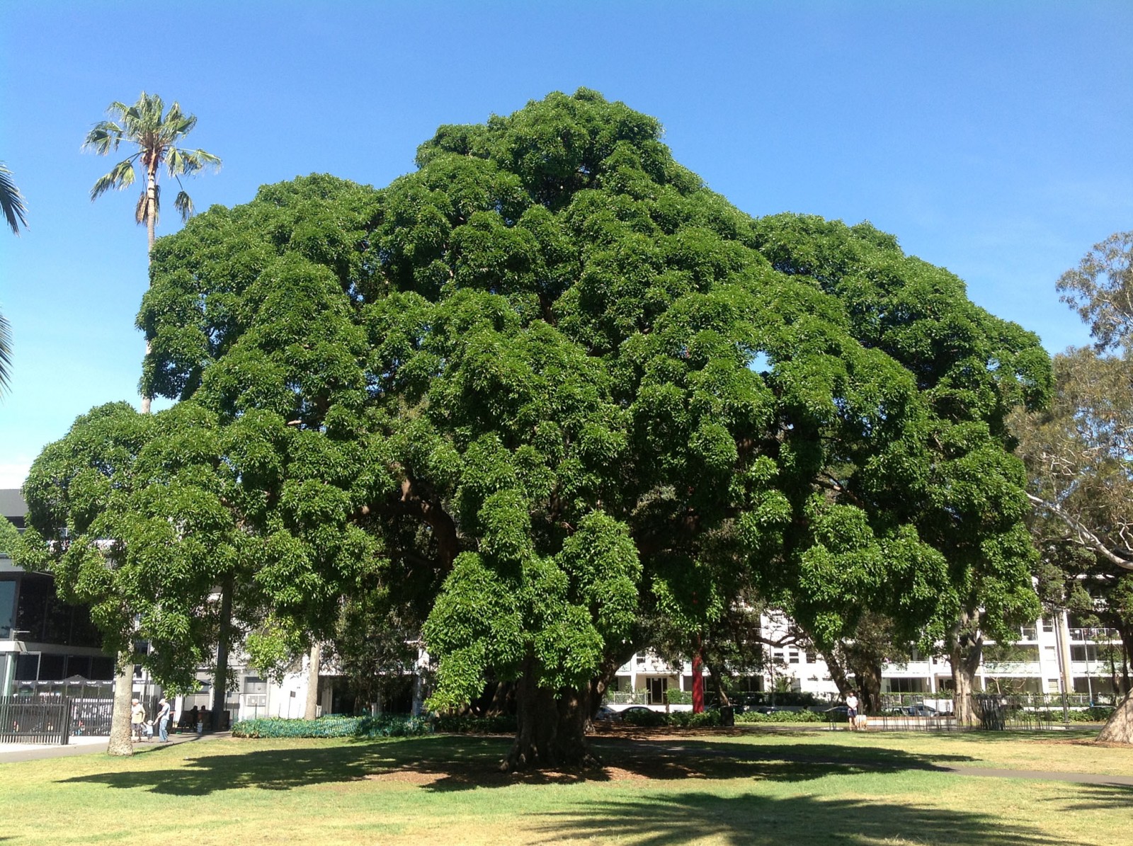 Redfern Park - Significant Trees