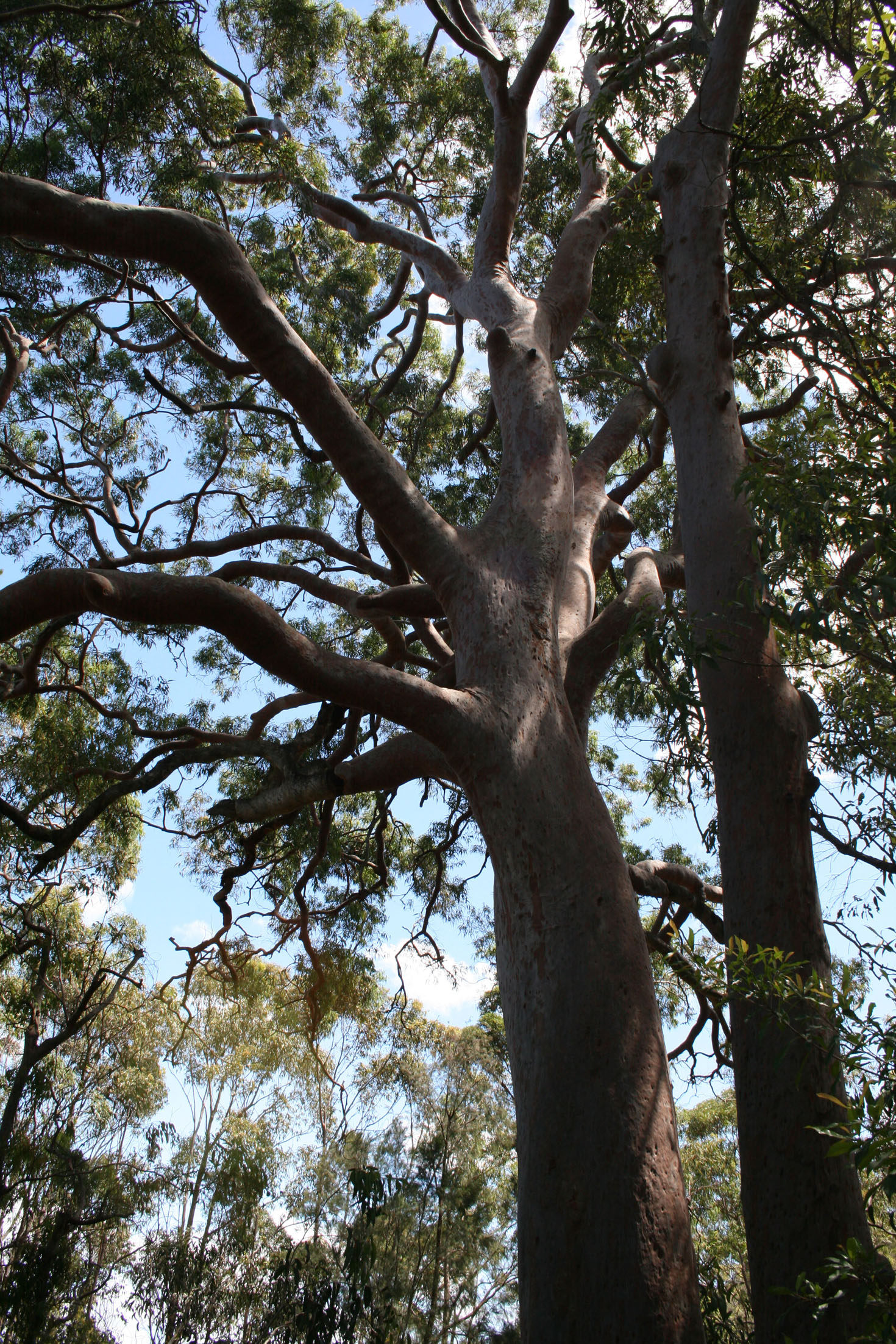 Tree-AngophoraCostata_Swansea - Significant Trees