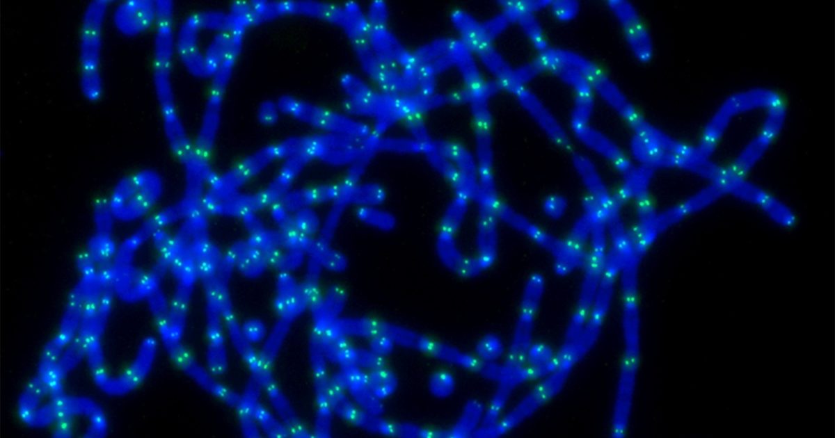 Nature paper's unexpected discovery about stem cell immortality | CMRI