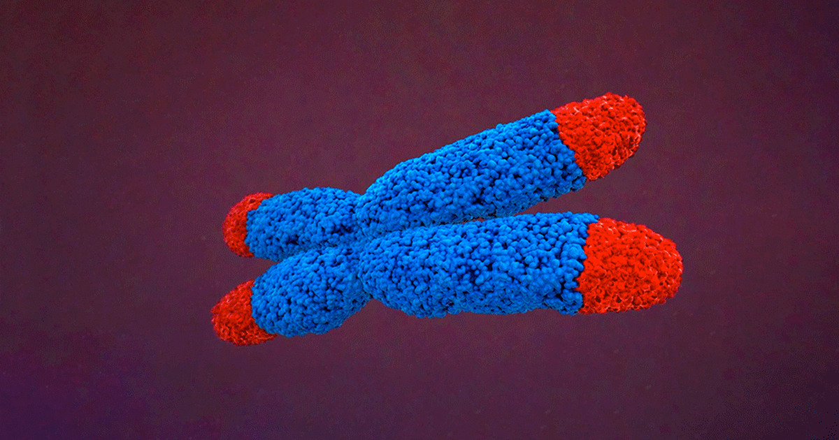 Short Telomere Syndromes | CMRI