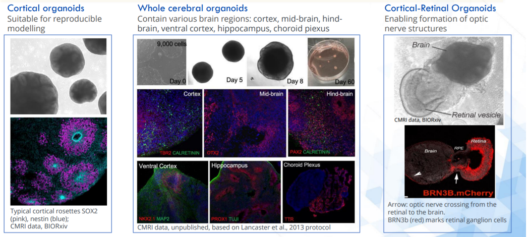 Neural Organoids | CMRI