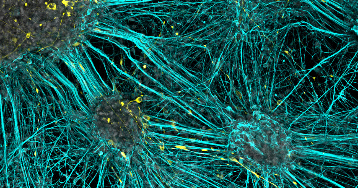 2D cultures of specific cell types | CMRI