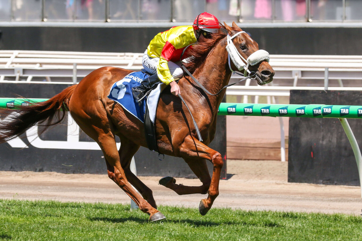 Melbourne Cup Day Results 2024: Melbourne Cup Winner Knight’s Choice at ...