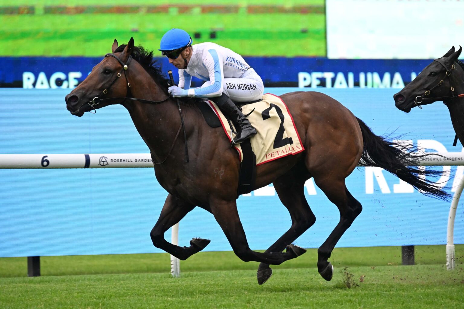 The Galaxy 2025 Field & Odds Update: Private Harry Favourite in Group ...