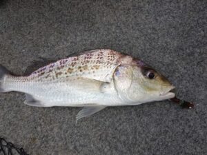 Grunter | fishonfly.com.au