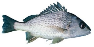 Grunter | fishonfly.com.au