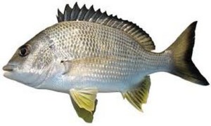 Bream | fishonfly.com.au