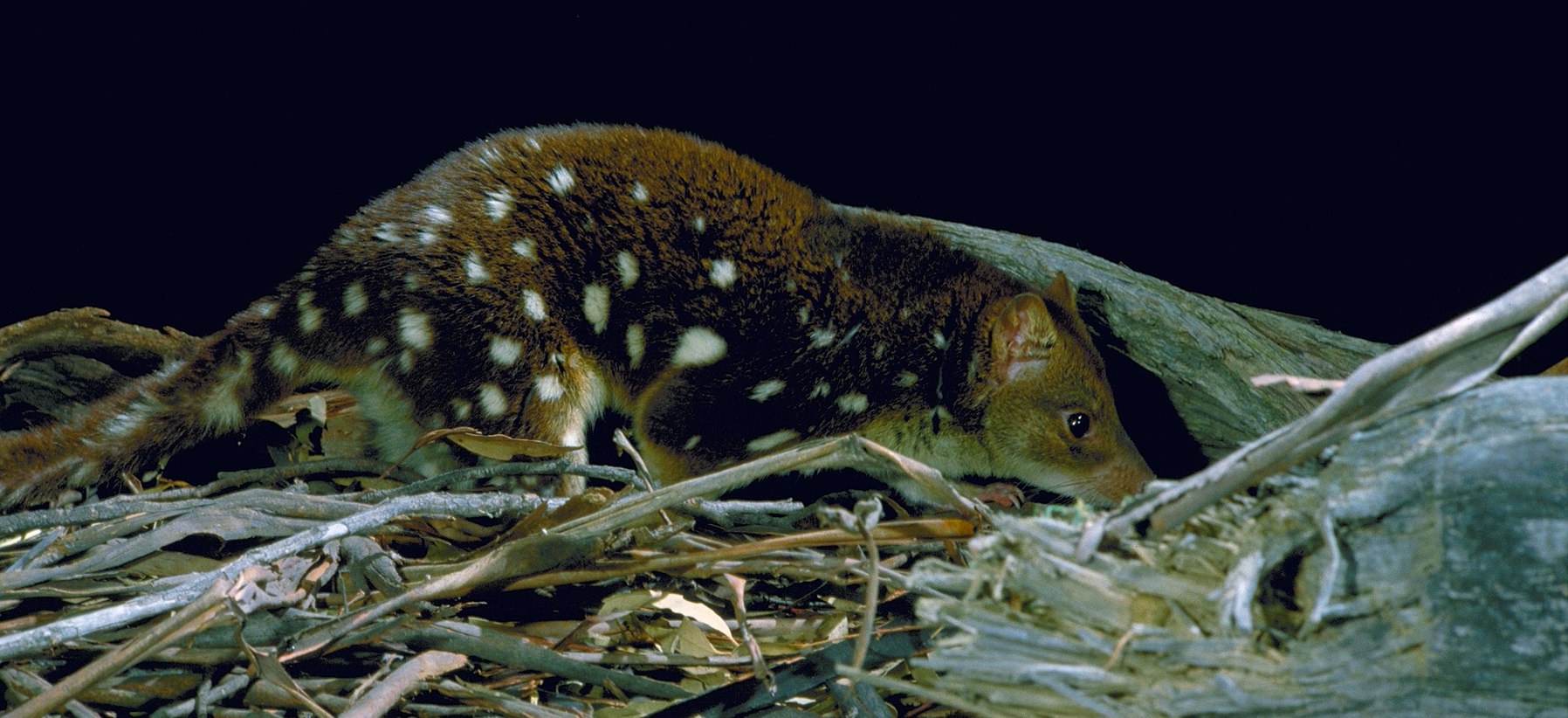 Spotted-tailed Quoll | YourSay ACT