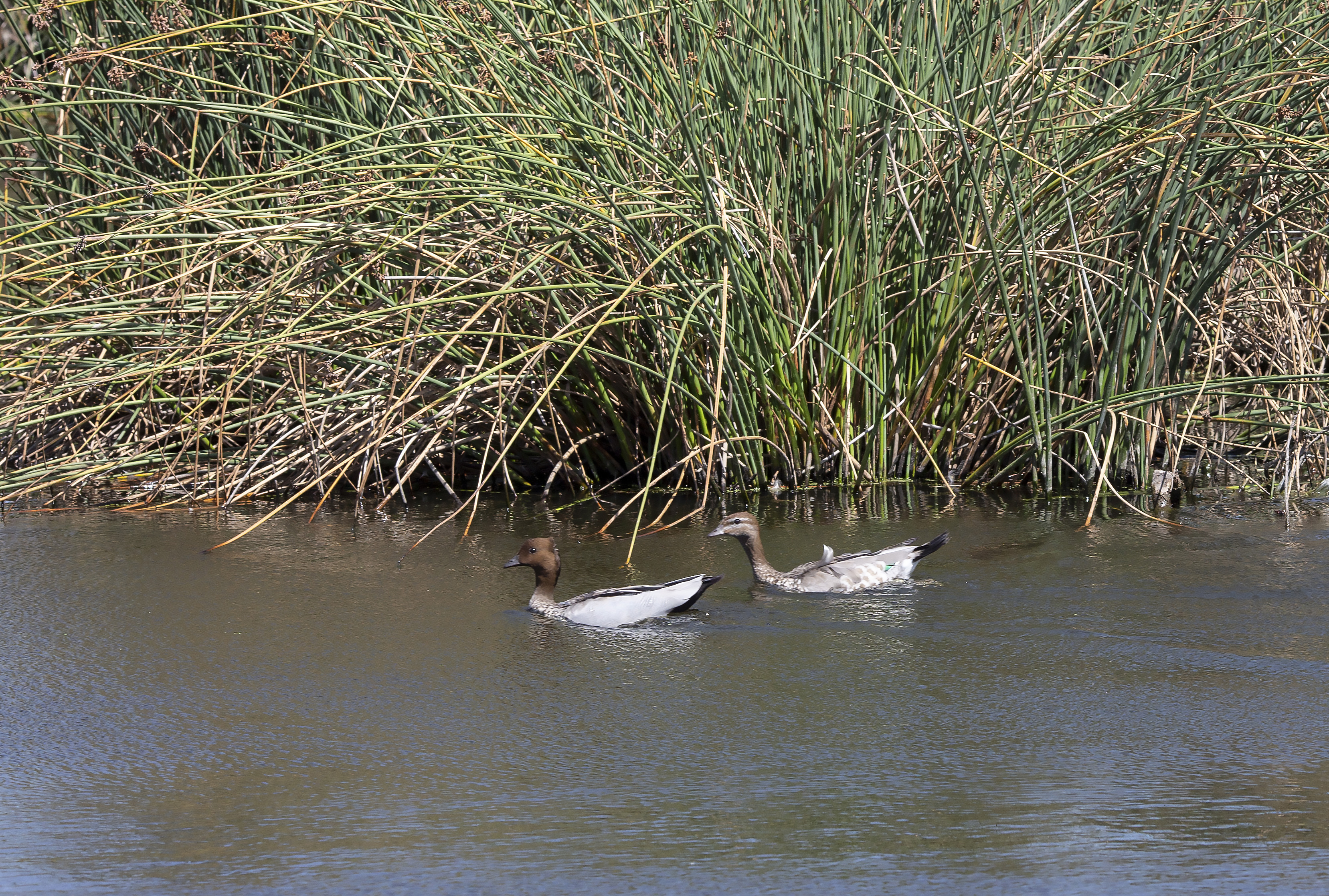 Future of Elsternwick Park Nature Reserve :: Have Your Say - Bayside ...