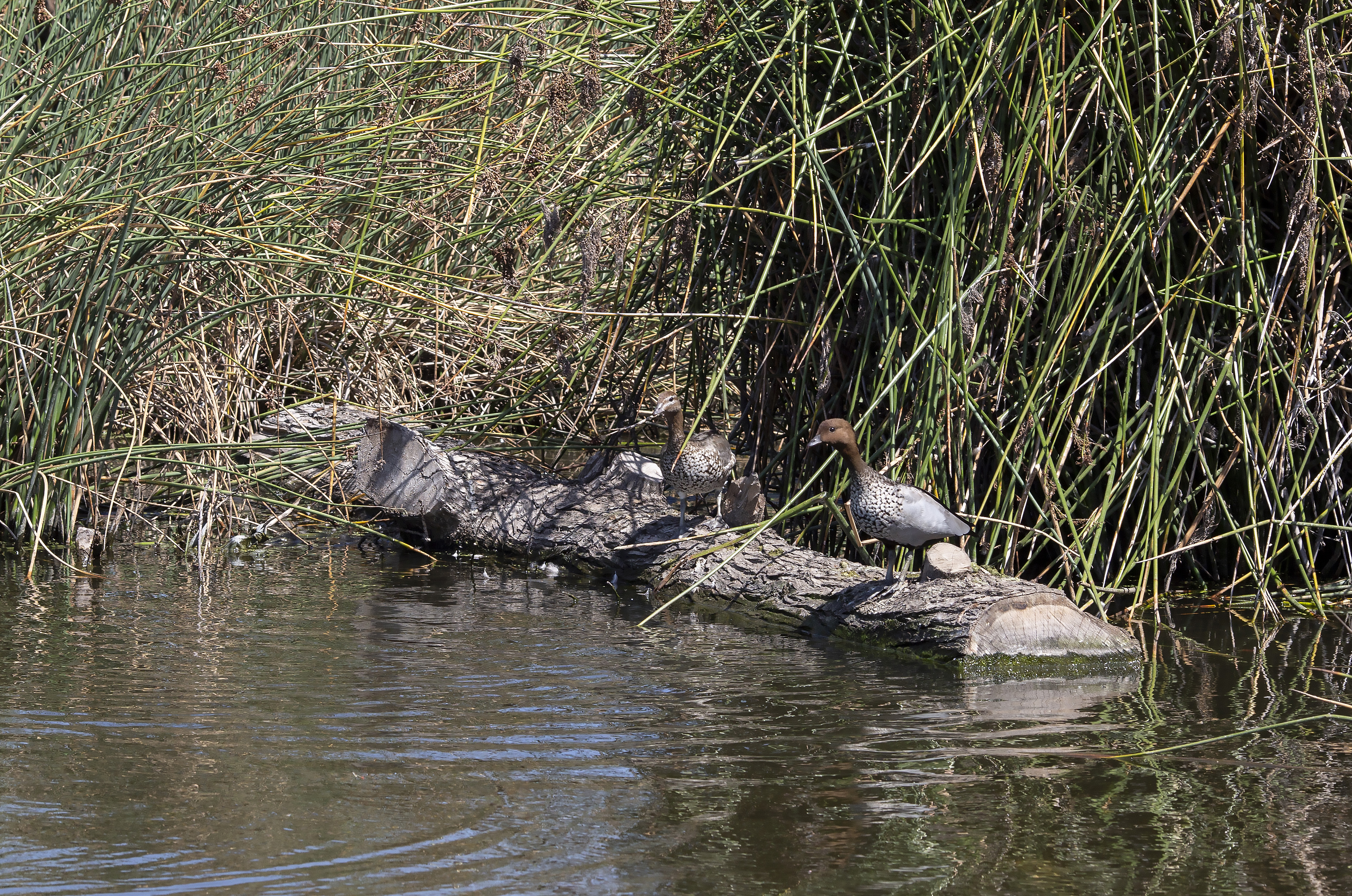 Elsternwick Park North :: Future of Elsternwick Park Nature Reserve ...