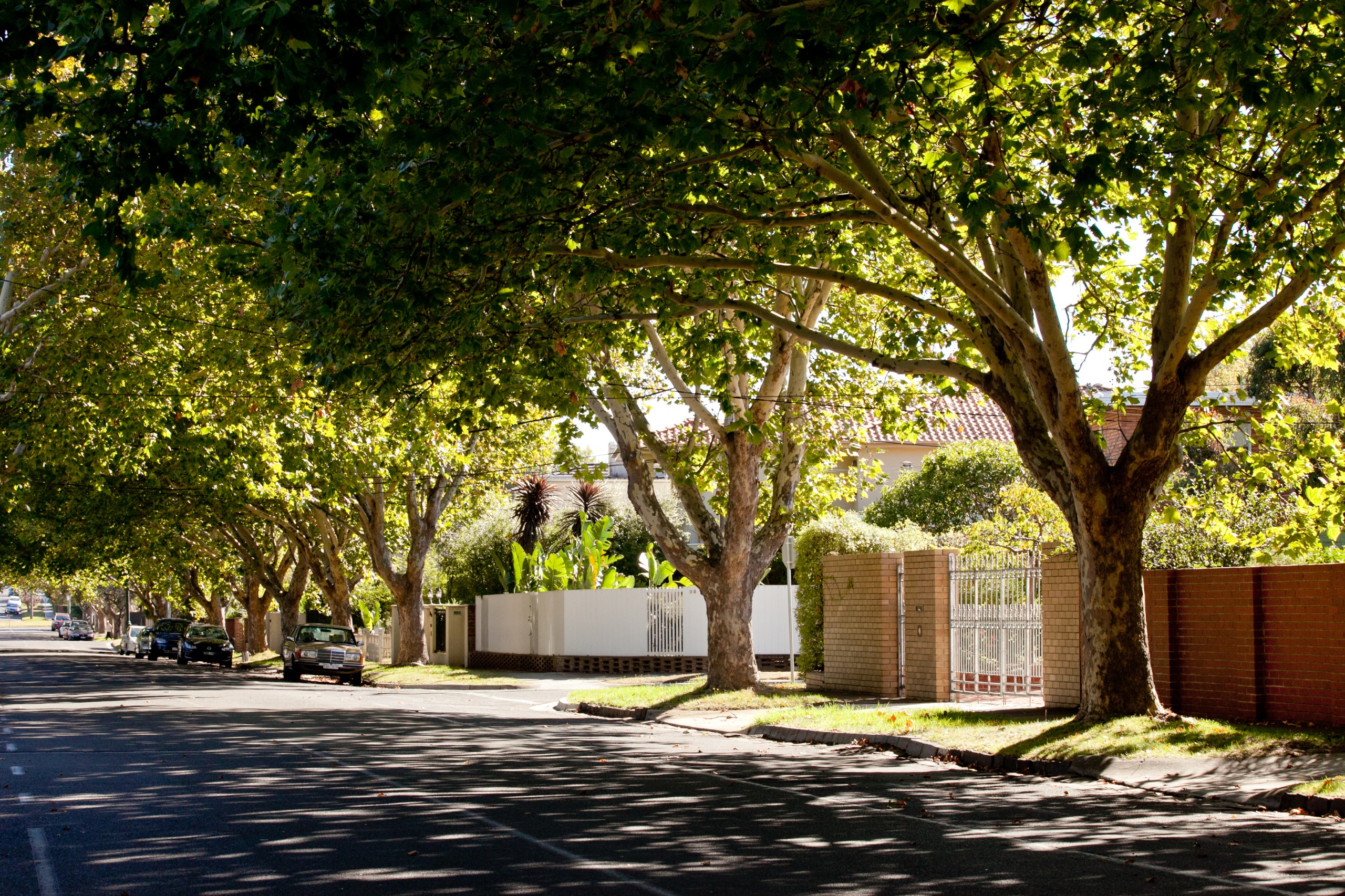 Planting and protecting trees in Bayside | Have Your Say - Bayside City ...