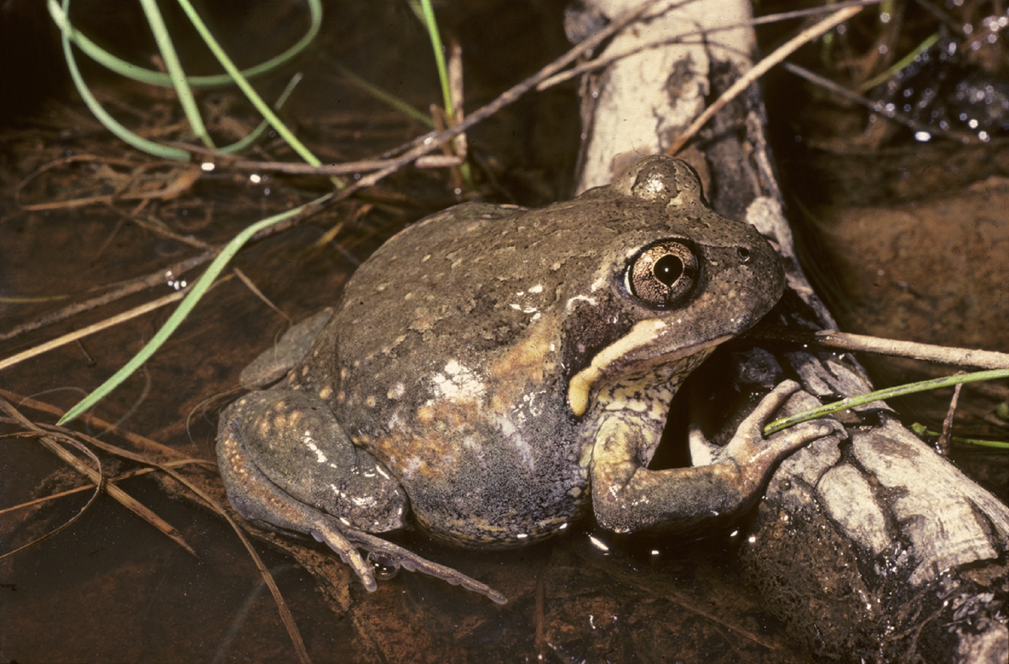 Billabongs and frogs | Enhancing our Dandenong Creek | Your Say ...