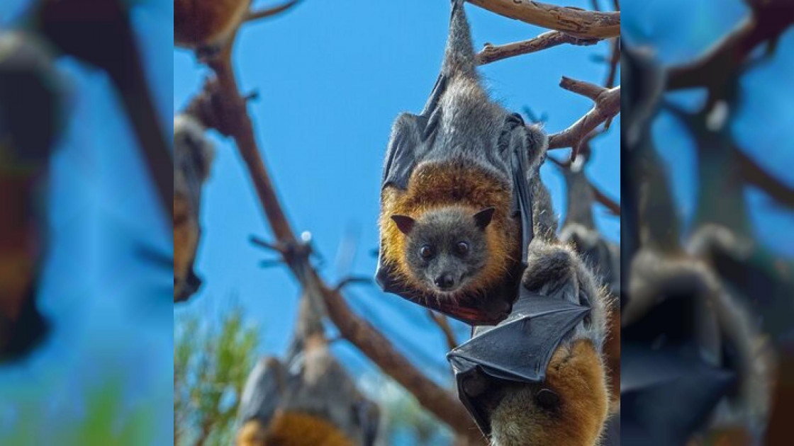 Flying Fox Experience - Witness Thousands of Australia's Largest Bats ...