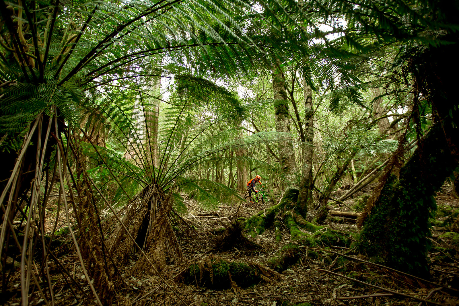 Must-Ride: Blue Derby, Stage 3 - World Class Tassie Trails