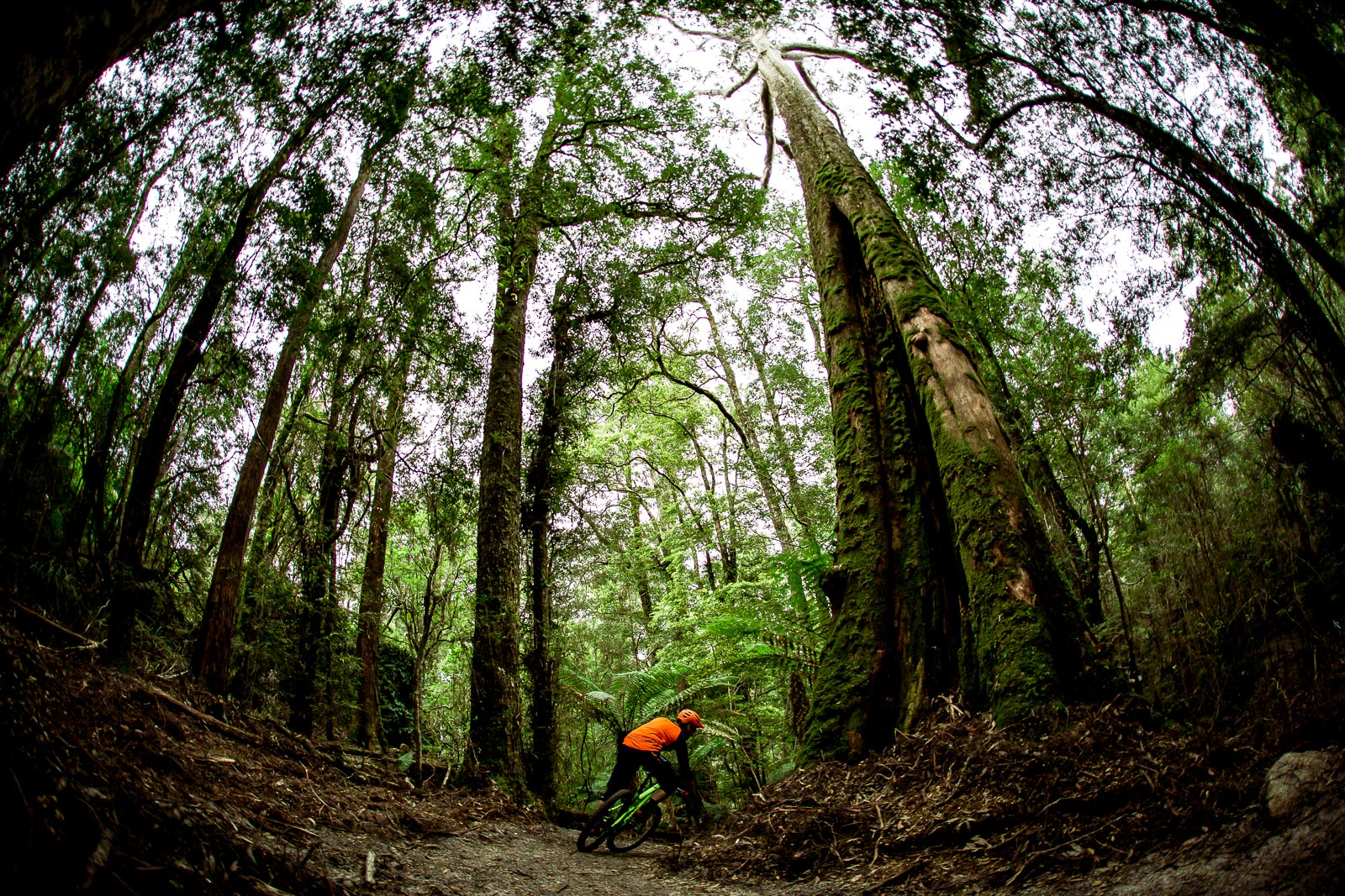 Must-Ride: Blue Derby, Stage 3 - World Class Tassie Trails