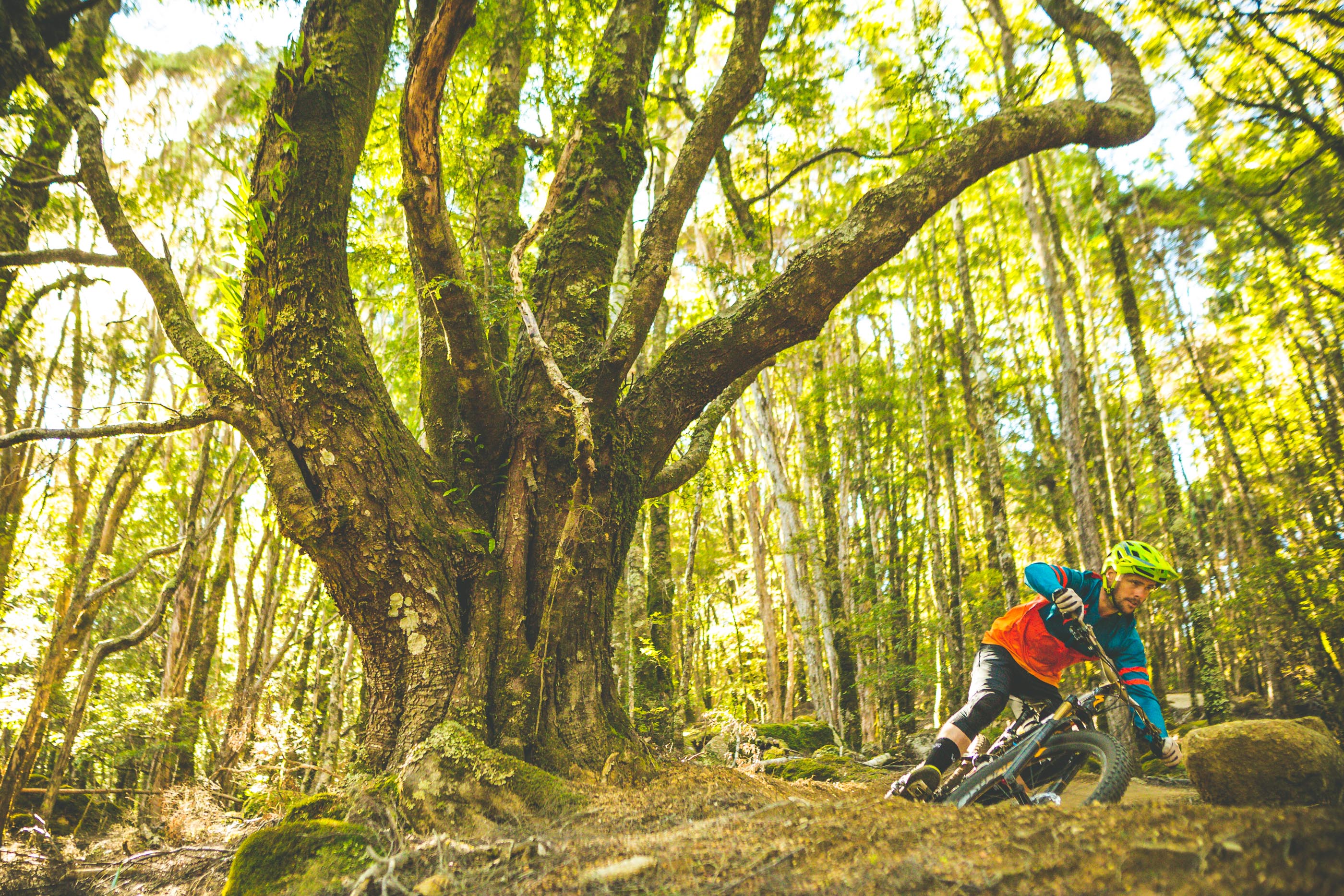 Blue Derby's New Trails: The Blue Tier & Big Chook