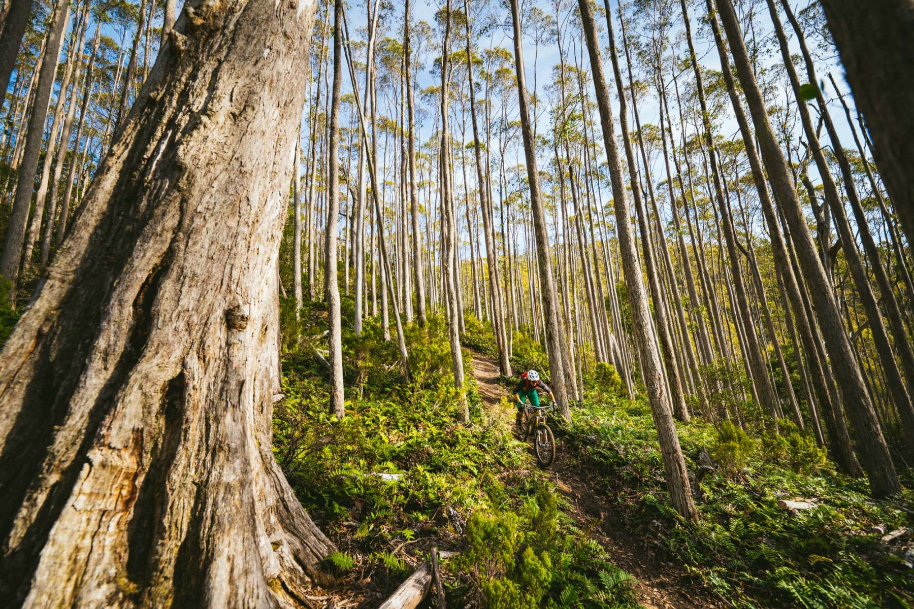 Maydena Bike Park, One Year On - What's New?