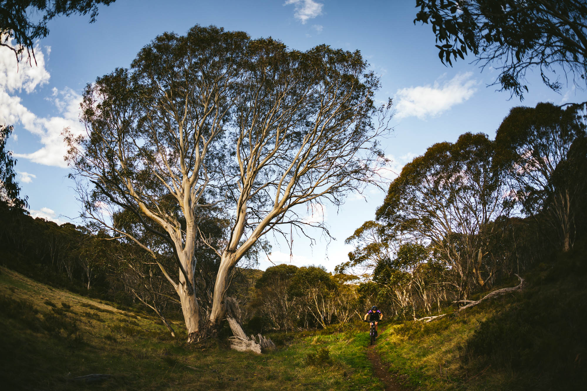 High Country in Motion - Dinner Plain
