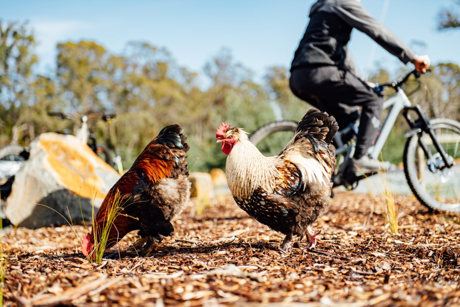 Must Ride | Wild Mersey MTB Trails, Tasmania