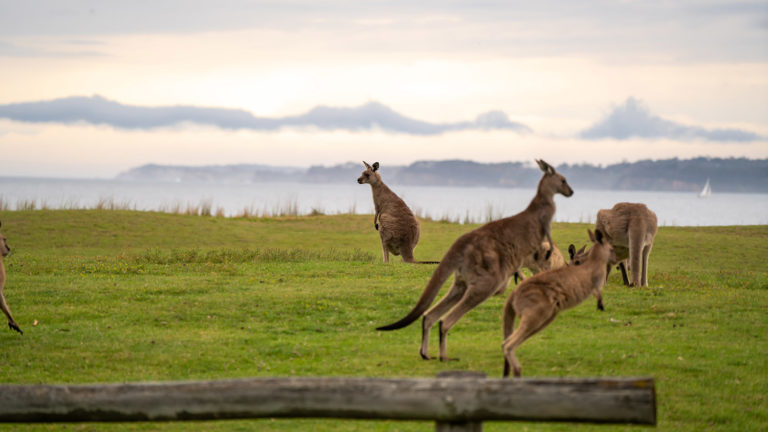 Mogo is slated for 155km of new and upgraded trails | Flow Mountain Bike