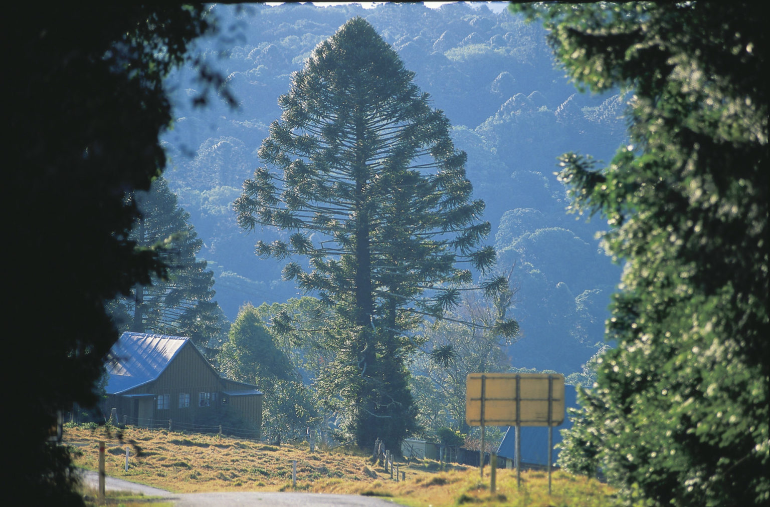 Riding through the pines | 30km of adventure riding under construction ...