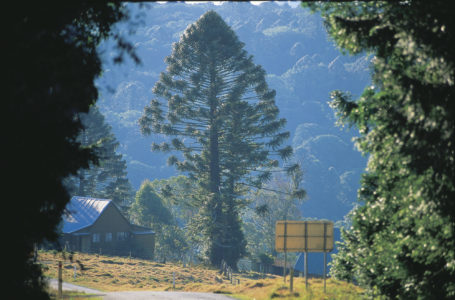 Riding through the pines | 30km of adventure riding under construction ...