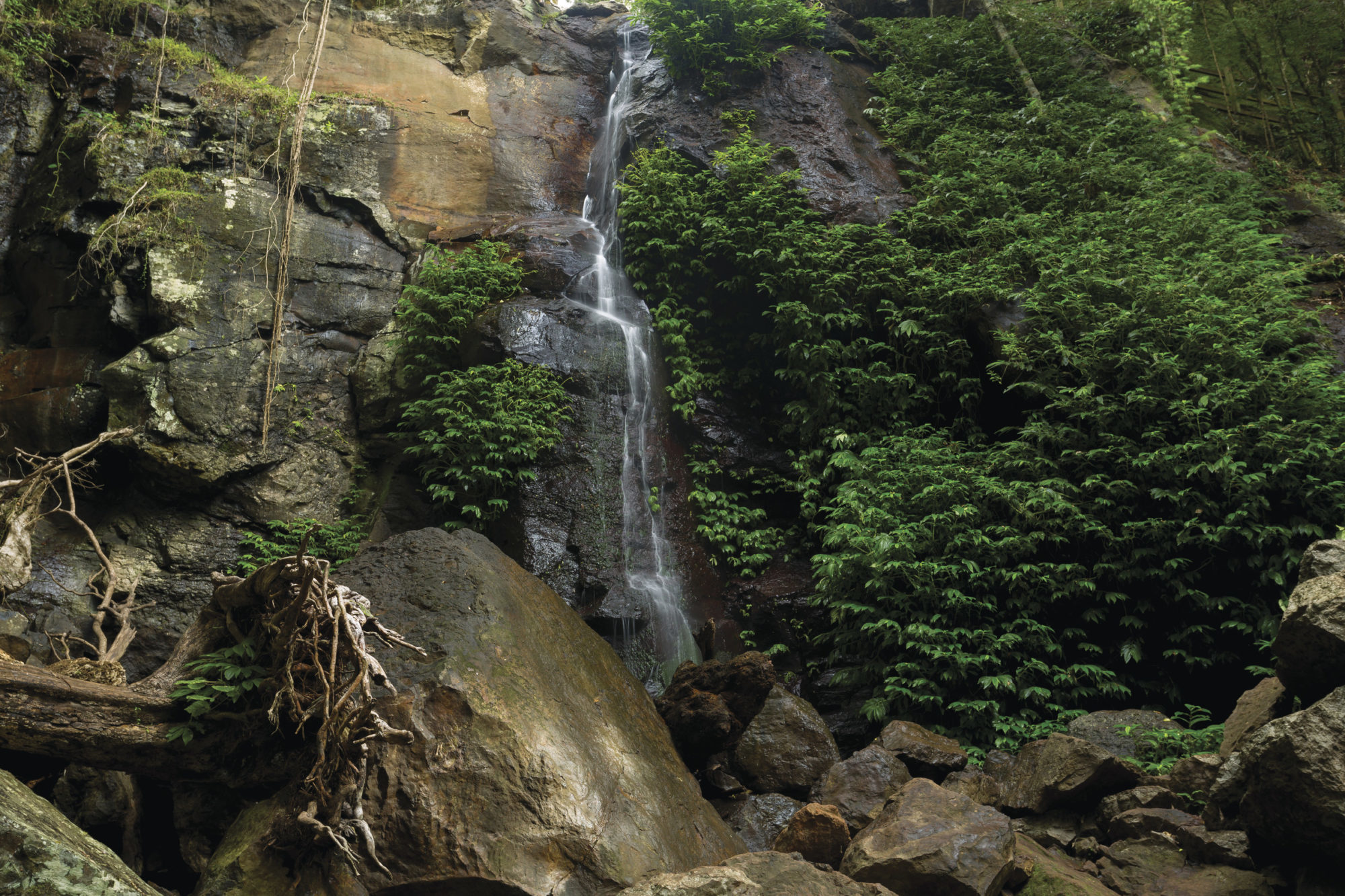 Riding through the pines | 30km of adventure riding under construction ...
