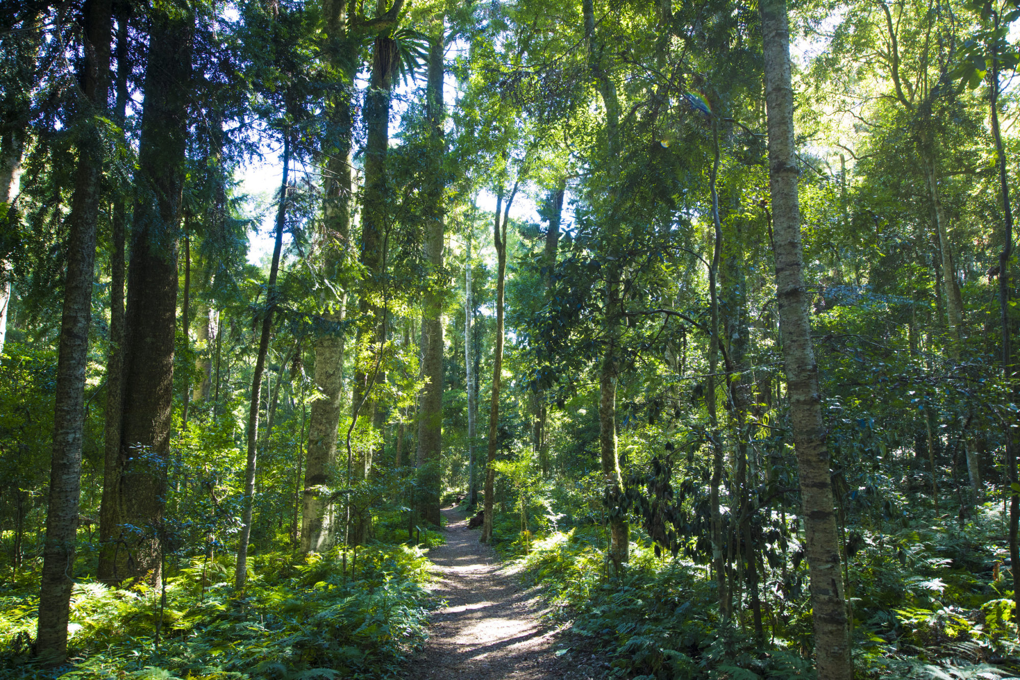 Riding through the pines | 30km of adventure riding under construction ...