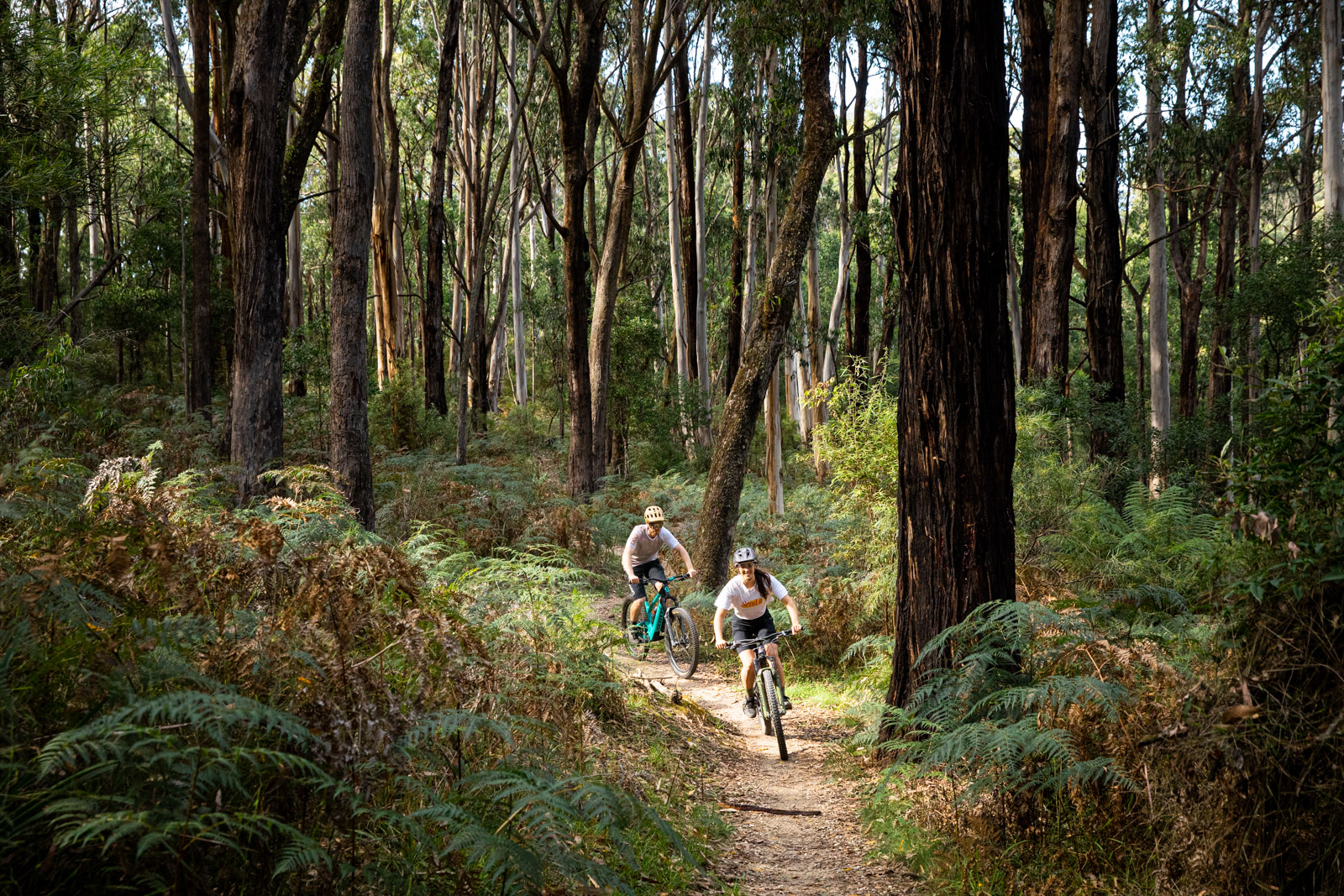 Forrest Mountain Bike Trails | Complete guide | Flow Mountain Bike