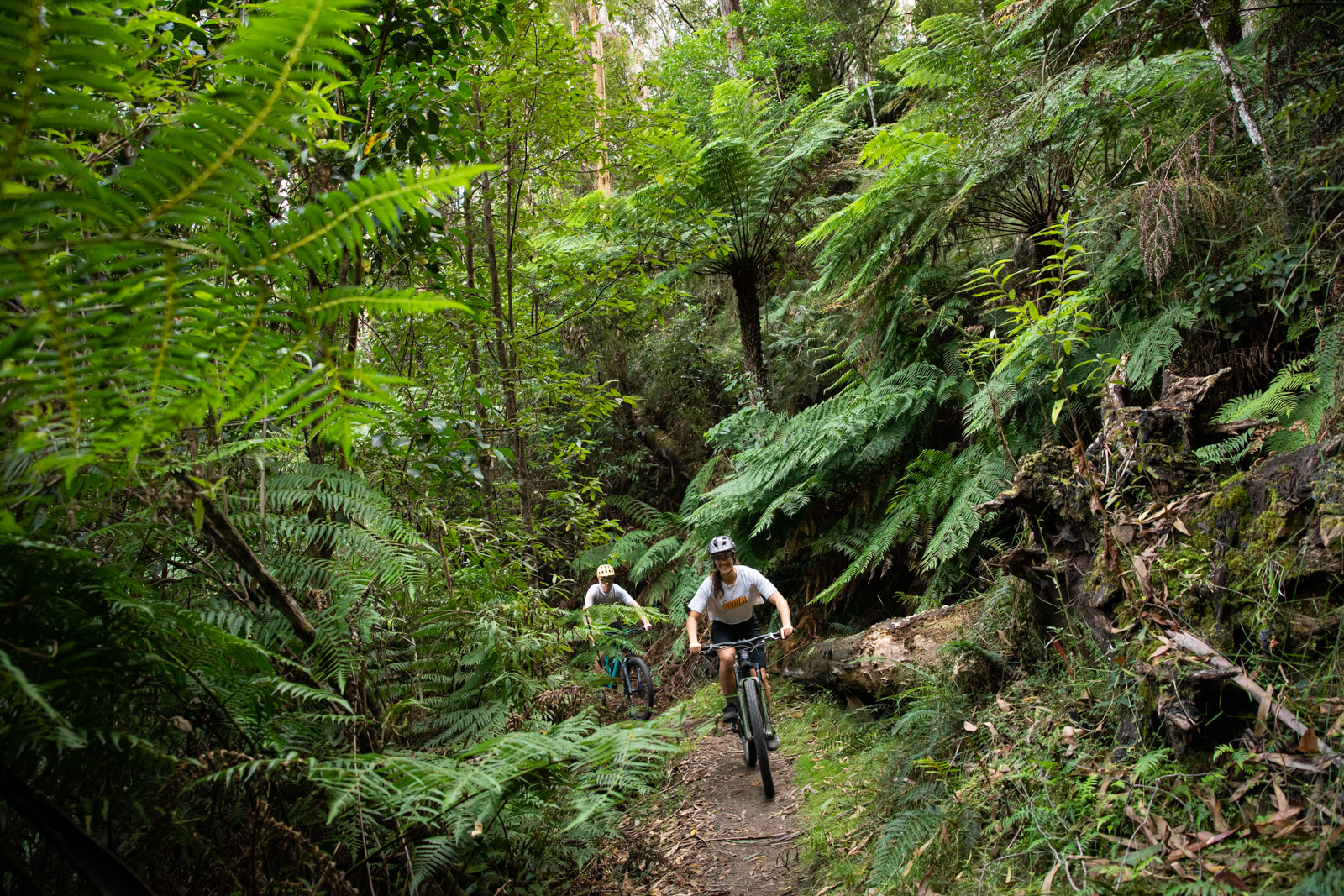 Forrest Mountain Bike Trails | Complete guide | Flow Mountain Bike