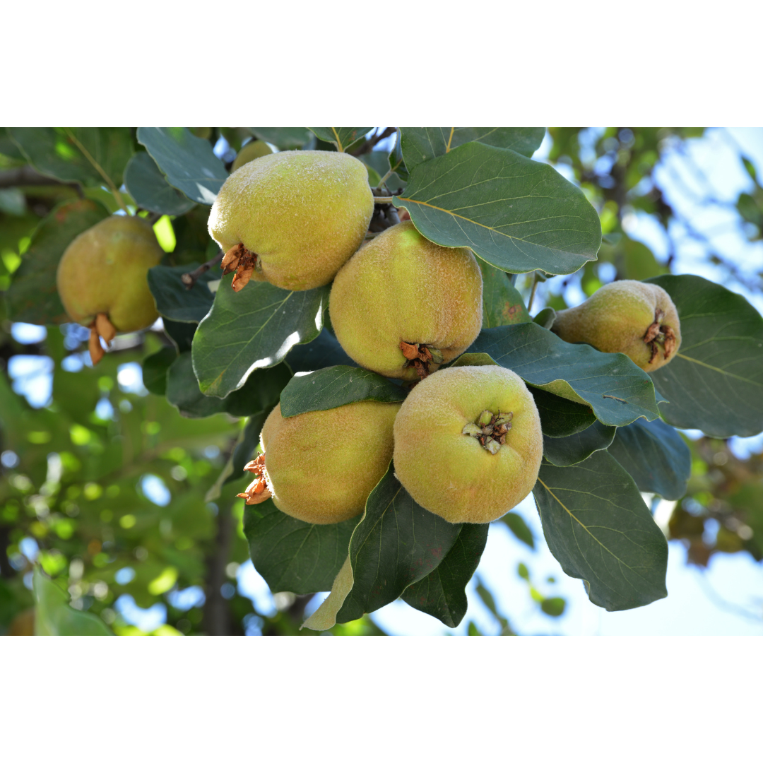 How To Grow Quince in Perth - Guildford Garden Centre