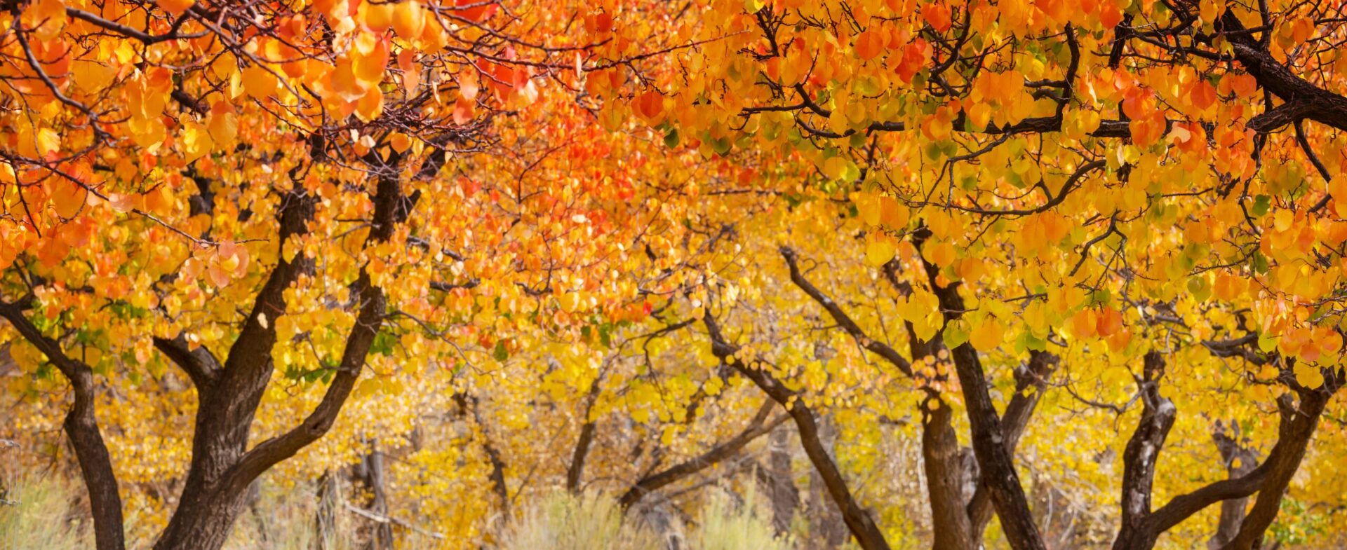 How To Pre-Order Deciduous Trees in Perth - Guildford Garden Centre