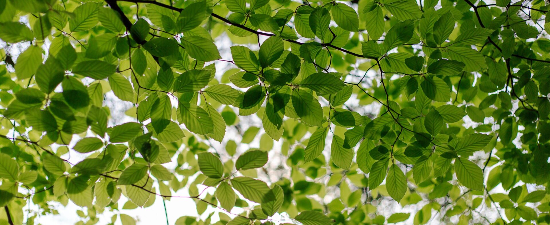 How To Grow - Guildford Garden Centre