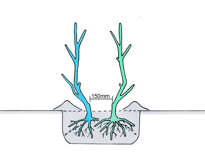 More Trees in Less Space – Duo planting - Guildford Garden Centre