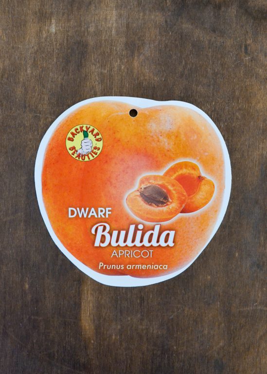 Apricot - Bulida Dwarf - Guildford Garden Centre