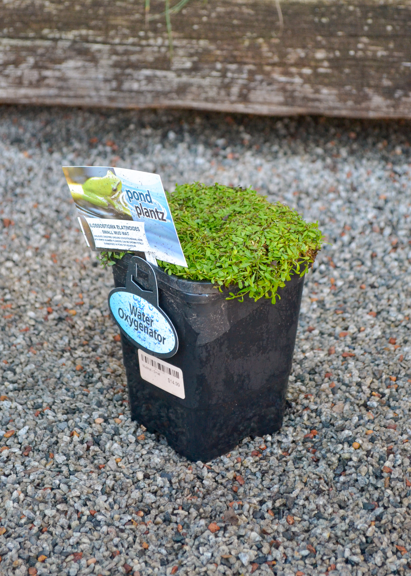 Glossostigma - Small Mudmat - Guildford Garden Centre