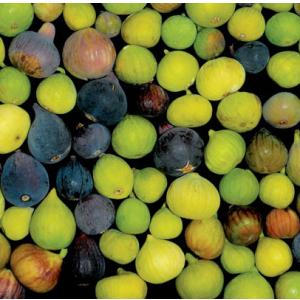 Fig - Jenny Smith Blue - Guildford Garden Centre