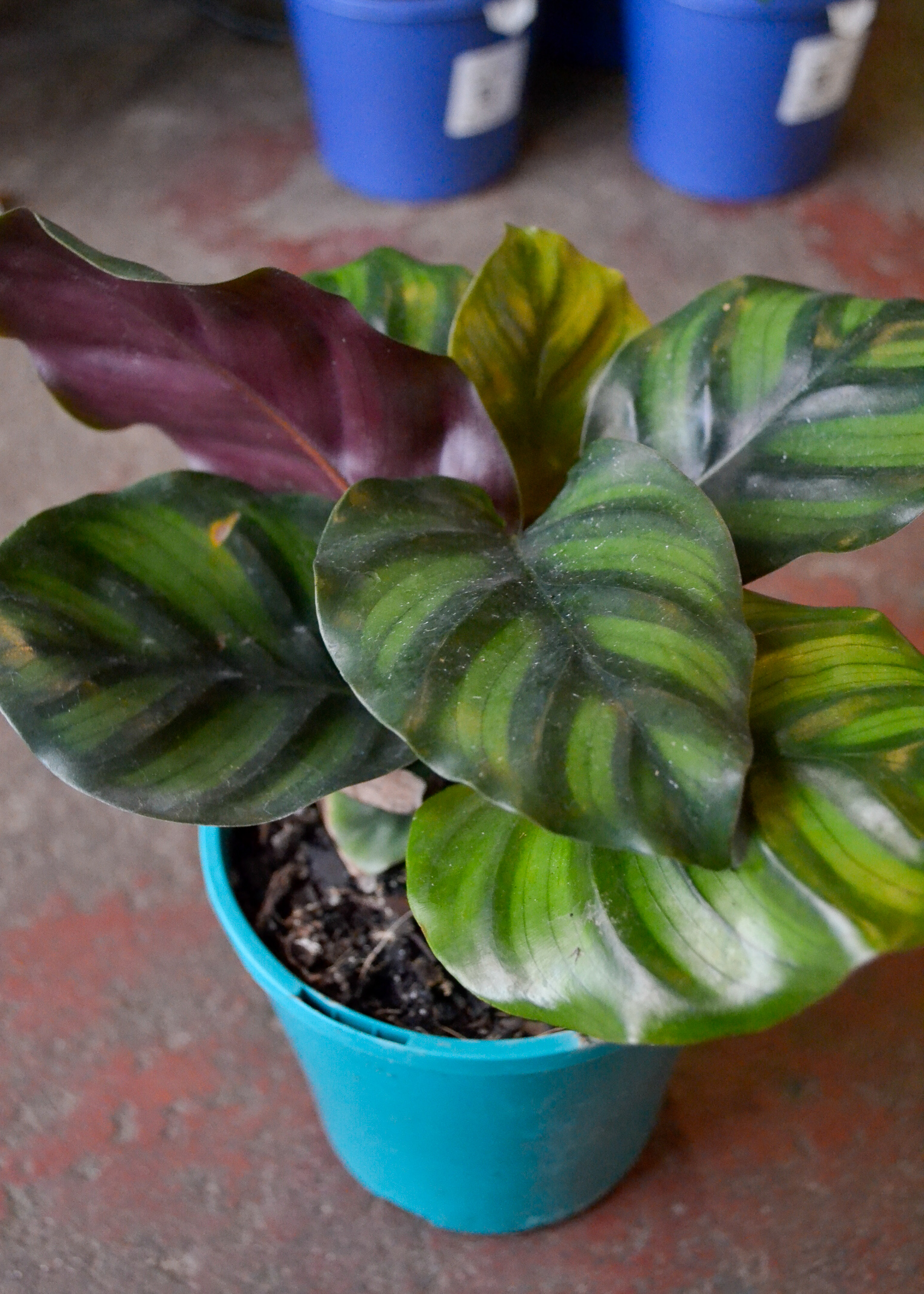 Calathea - Fasciata - Guildford Garden Centre