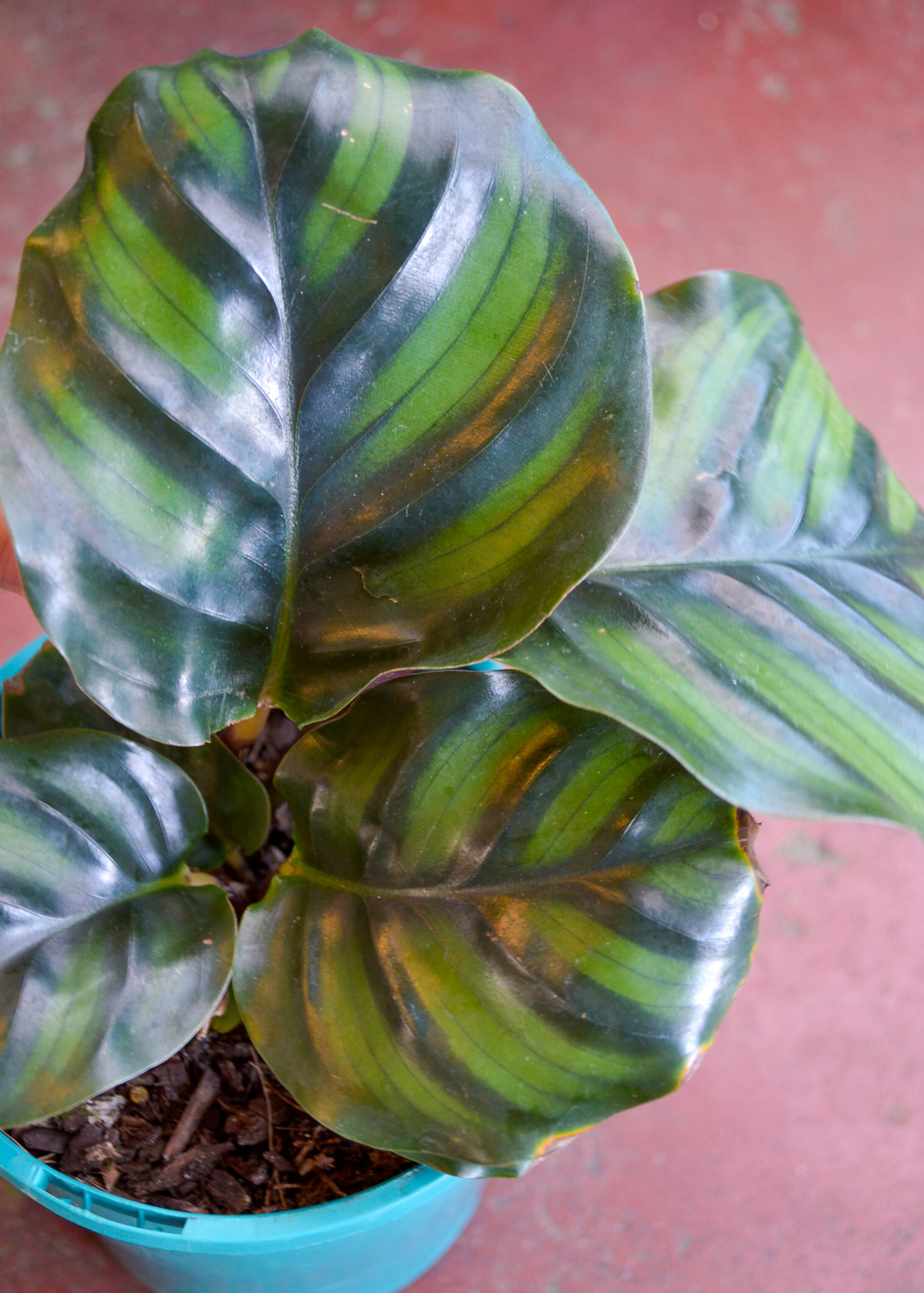 Calathea - Fasciata - Guildford Garden Centre