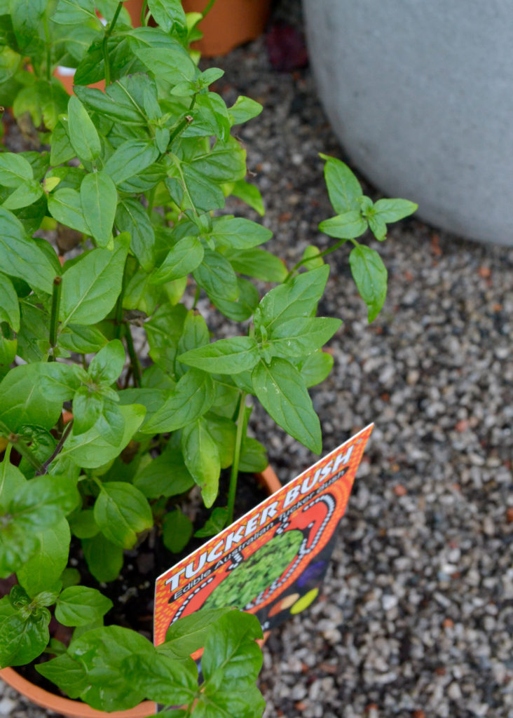 Native River Mint (Mentha australis) - Tucker Bush - Perth, WA - Garden ...