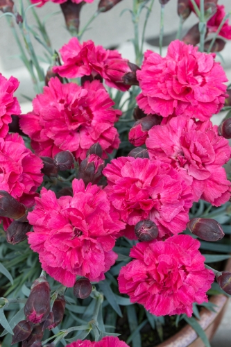 Dianthus - Sugar Plum Raspberry - Guildford Garden Centre