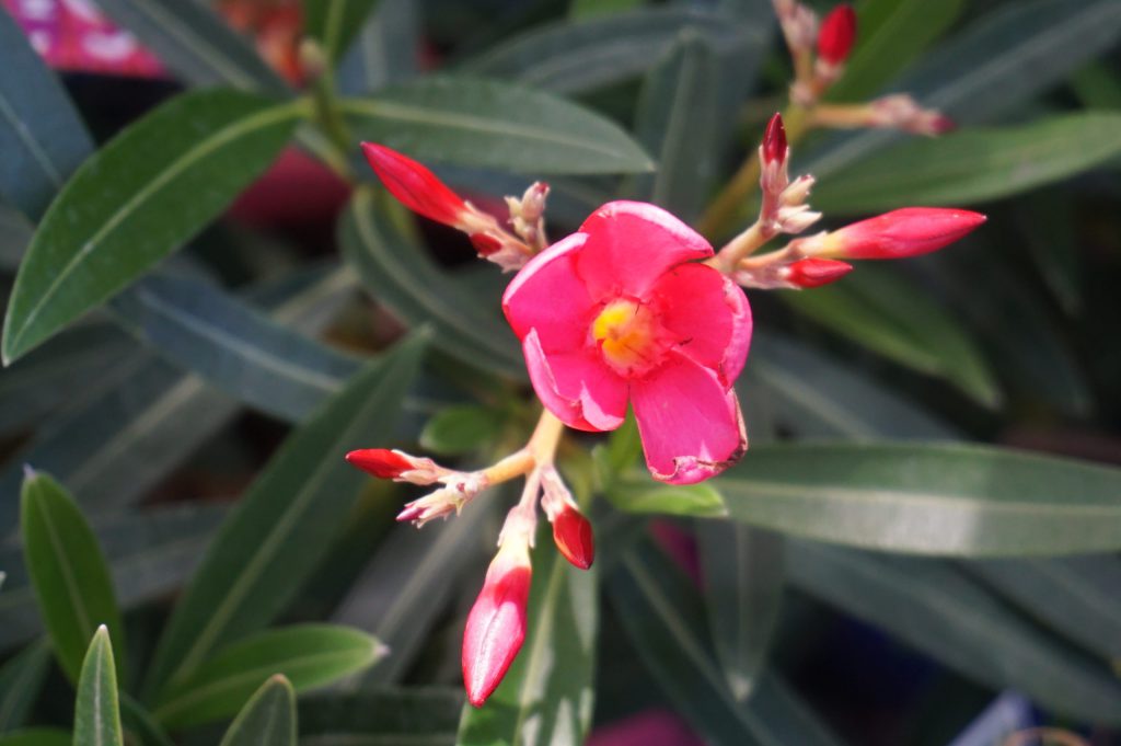Oleander - Cherry Surprise - Dwarf Red - Guildford Garden Centre