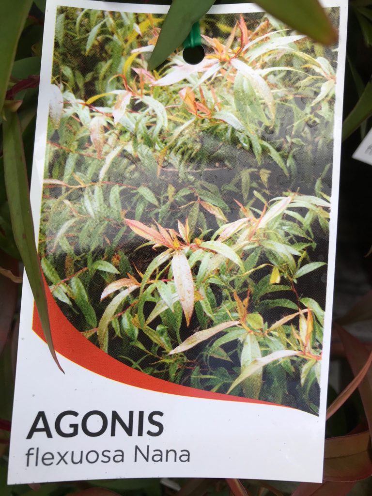 Agonis - Peppermint Tree - Dwarf - Guildford Garden Centre