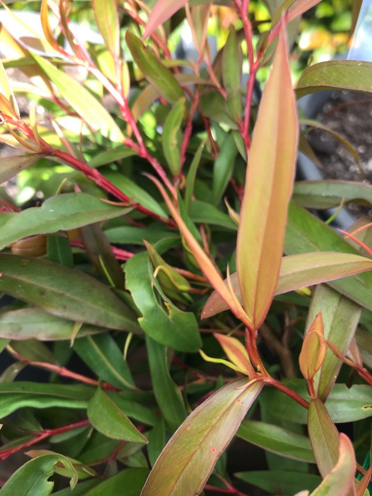 Agonis - Peppermint Tree - Dwarf - Guildford Garden Centre